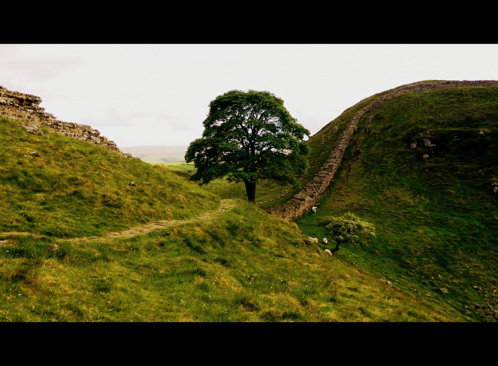 I found the tree from “Robin Hood” | The Happy Hermit