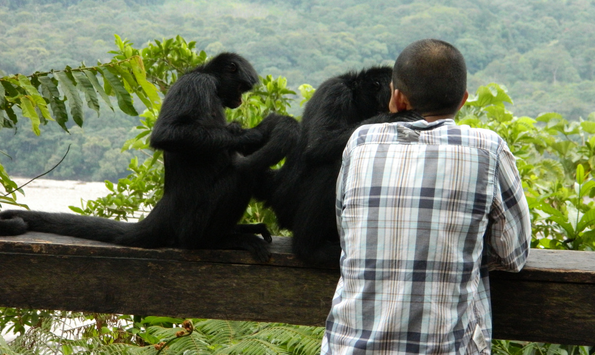 Monkeys are Humans too | The Happy Hermit